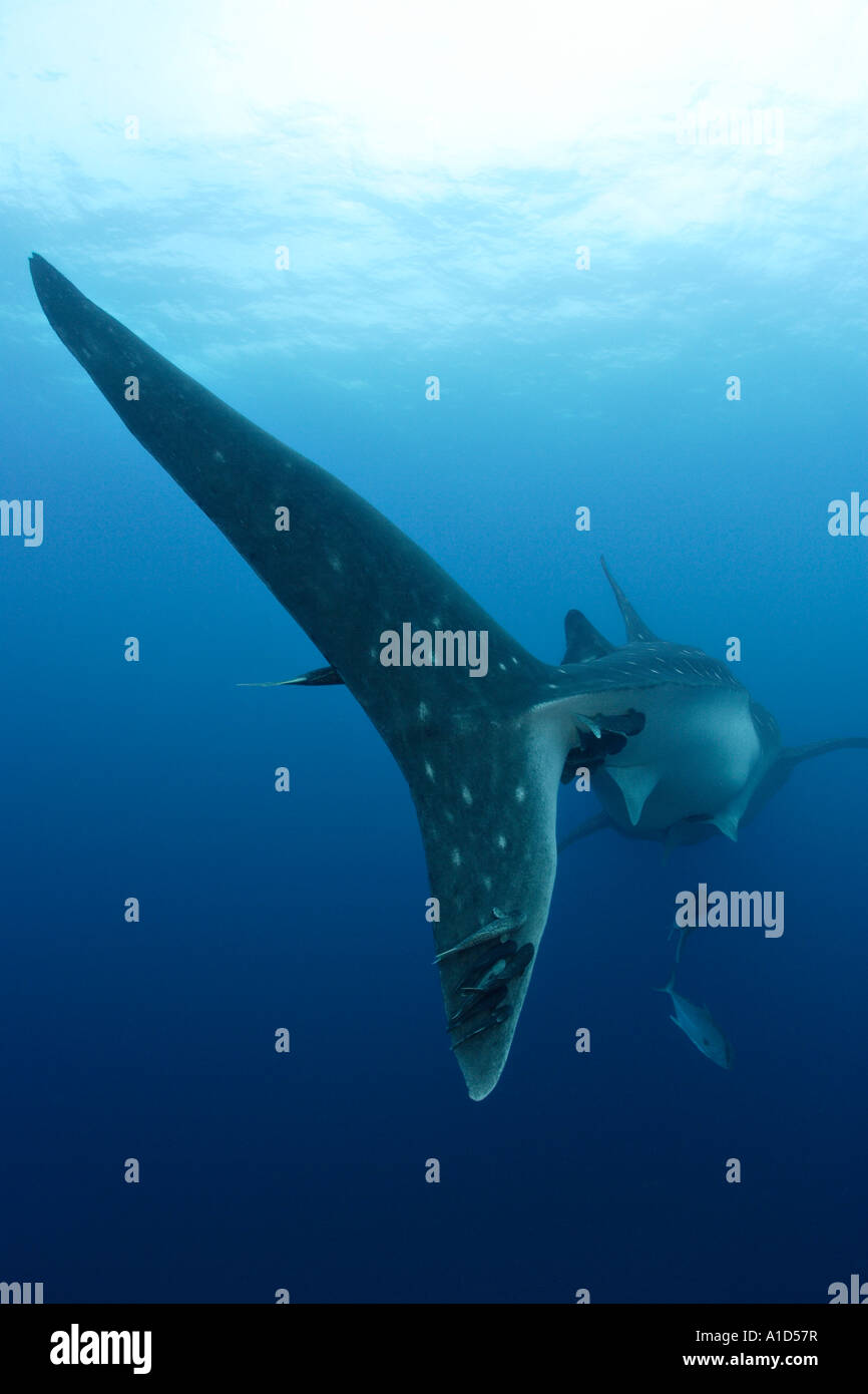 Caudal tail fin whale shark hi-res stock photography and images - Alamy