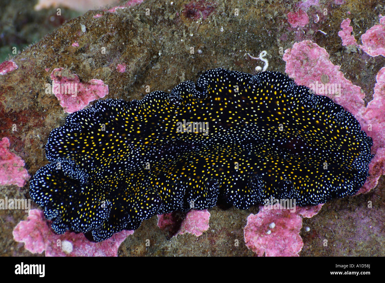 nu2236. flatworm. Galapagos Islands, Ecuador. Pacific Ocean. Photo ...