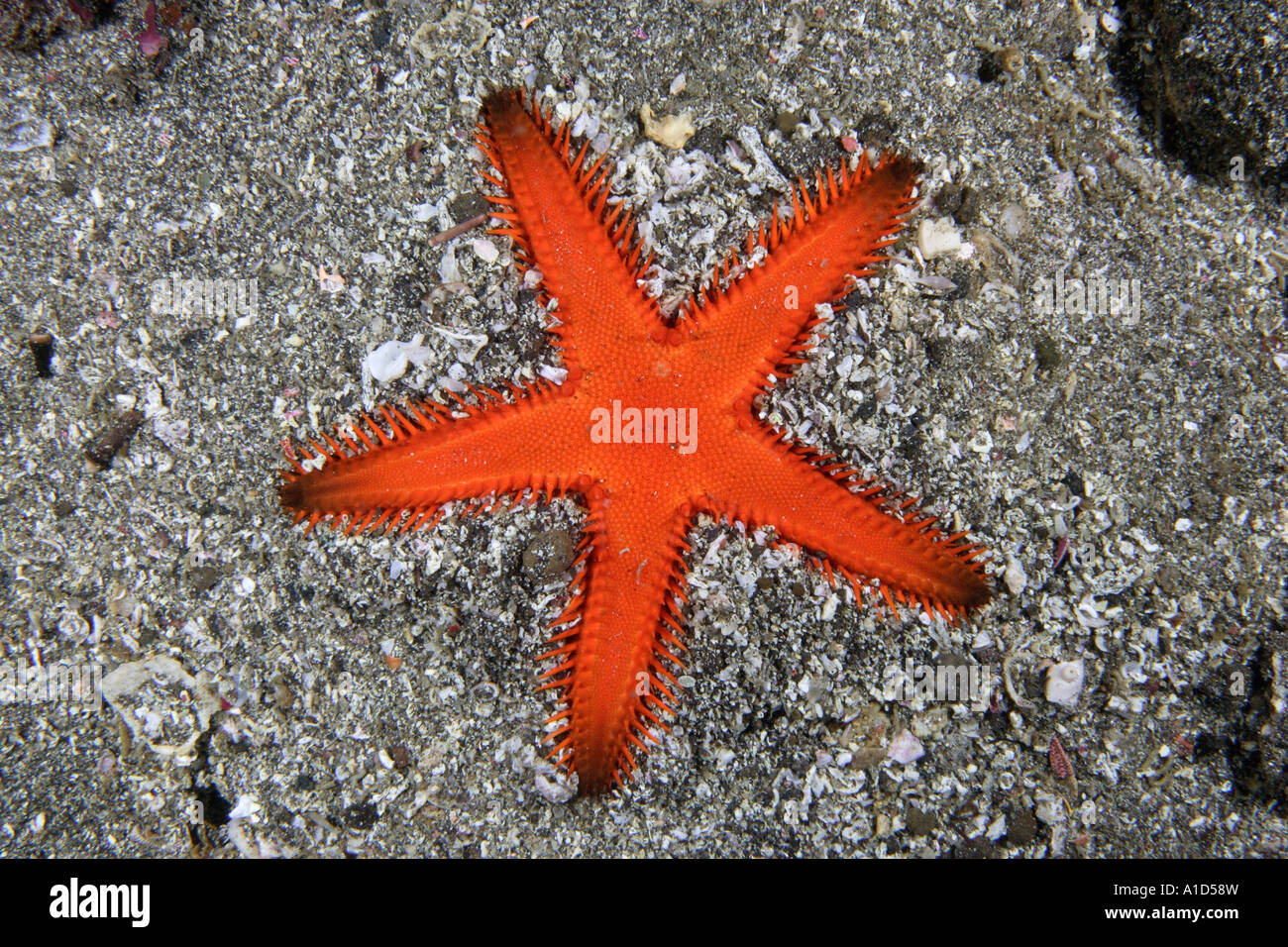 nu2447. Spined Sea Star, Astropecten armatus. Galapagos, Pacific Ocean ...
