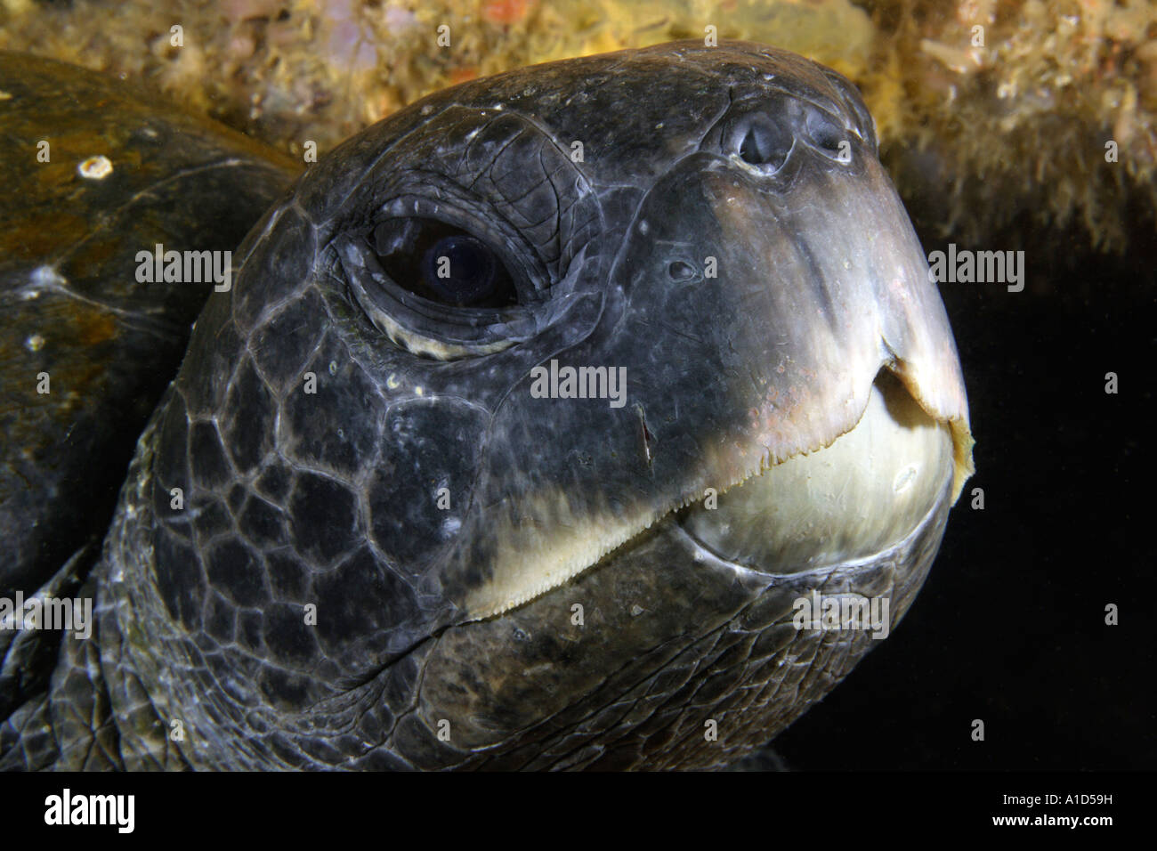 nu2468. Green Sea Turtle, Chelonia mydas. Galapagos Islands, Ecuador ...