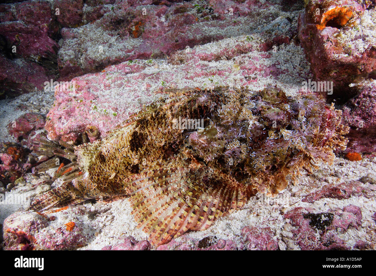 nu2823. Stone Scorpionfish, Scorpaena plumieri mystes. Galapagos ...