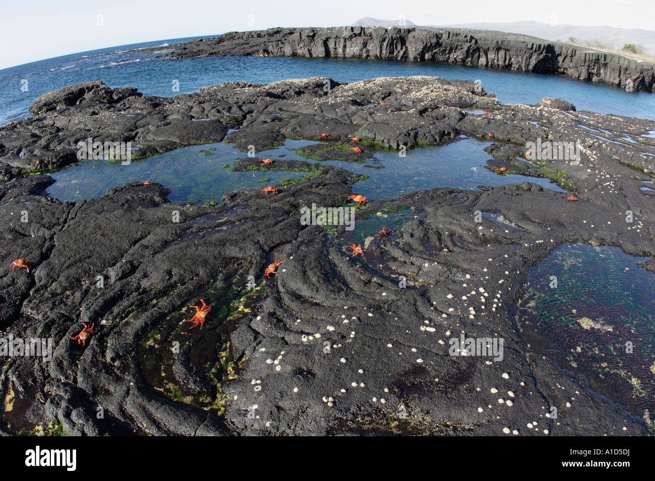 nu72001. Sally Light Foot Crabs, Grapsus grapsus wollebacki, on lava ...