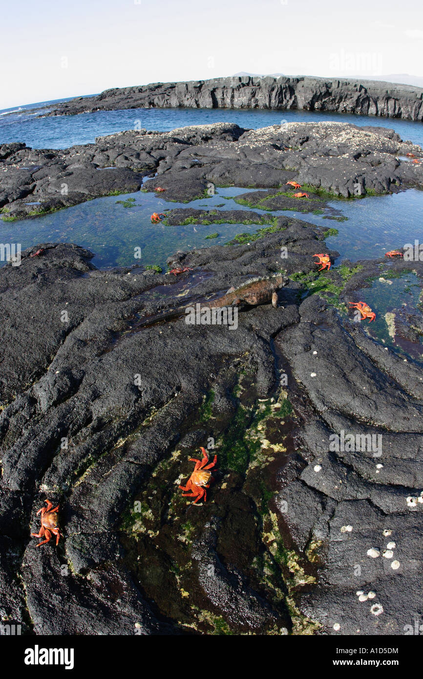 Sally lightfoot crabs tidal pool hi-res stock photography and images ...