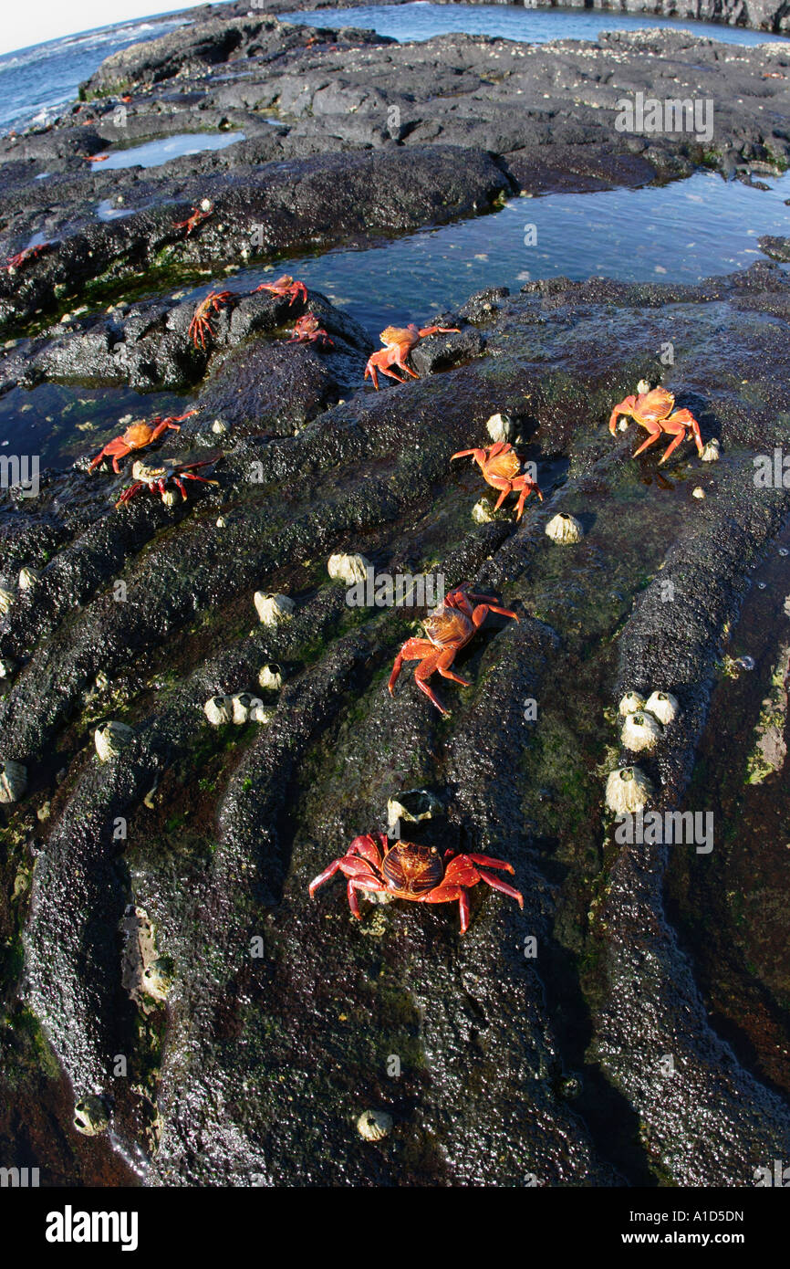 Sally lightfoot crab tidal pool hi-res stock photography and images - Alamy
