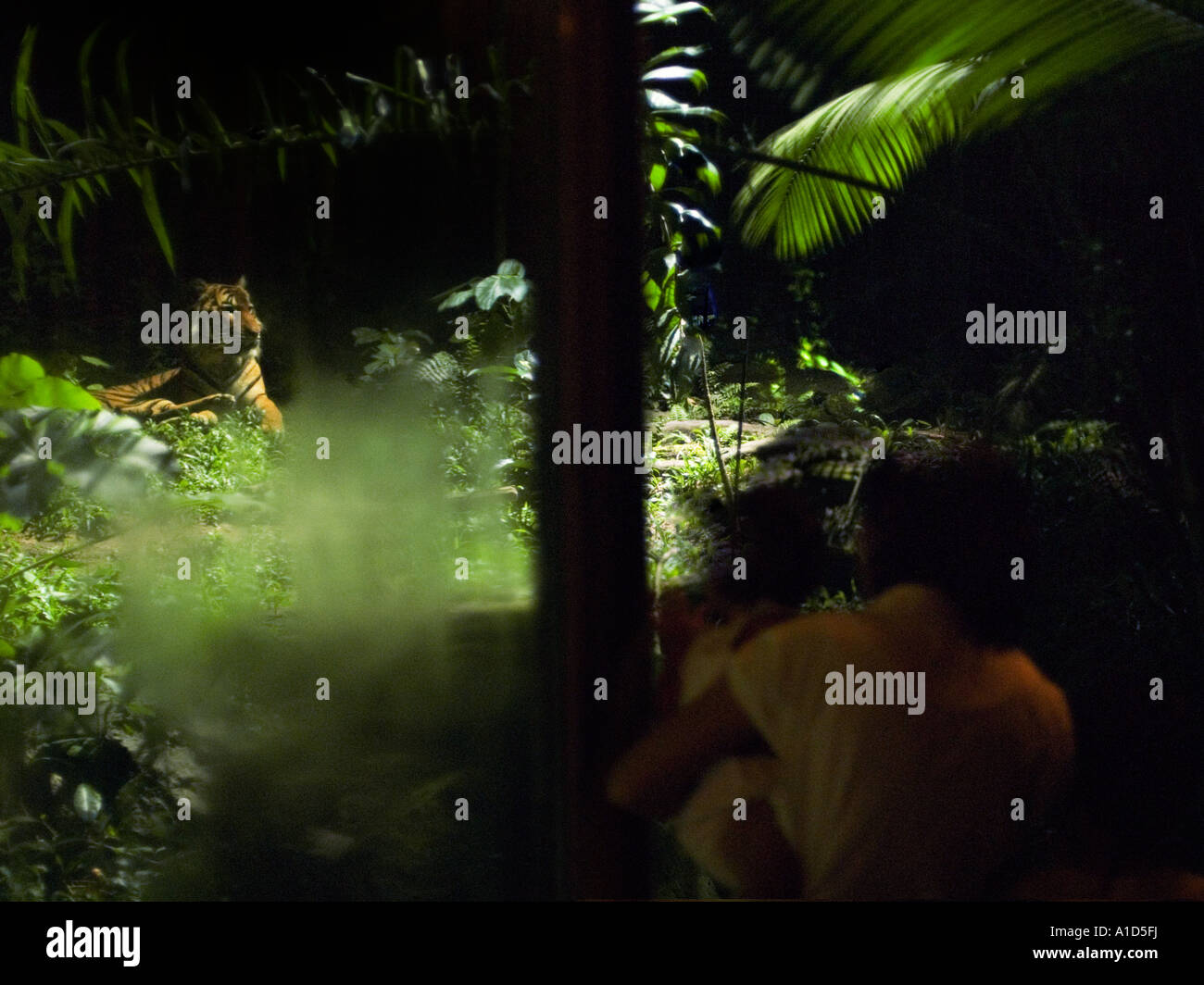 the SINGAPORE NIGHT SAFARI ZOO at night forest TIGER behind glass Stock ...