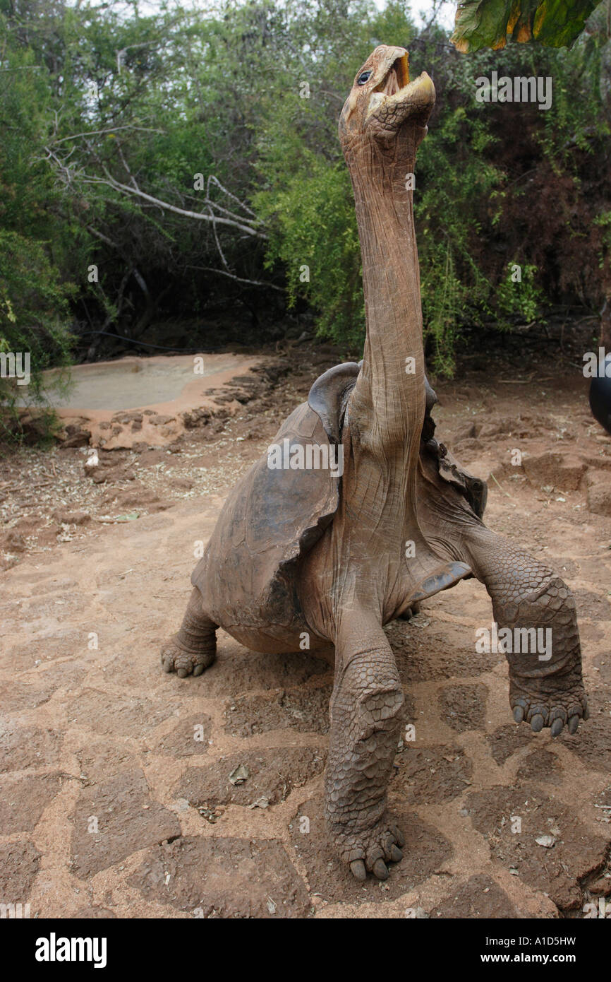 nu72503. Galapagos Giant Tortoise, Geochelone elephantopus. Galapagos ...