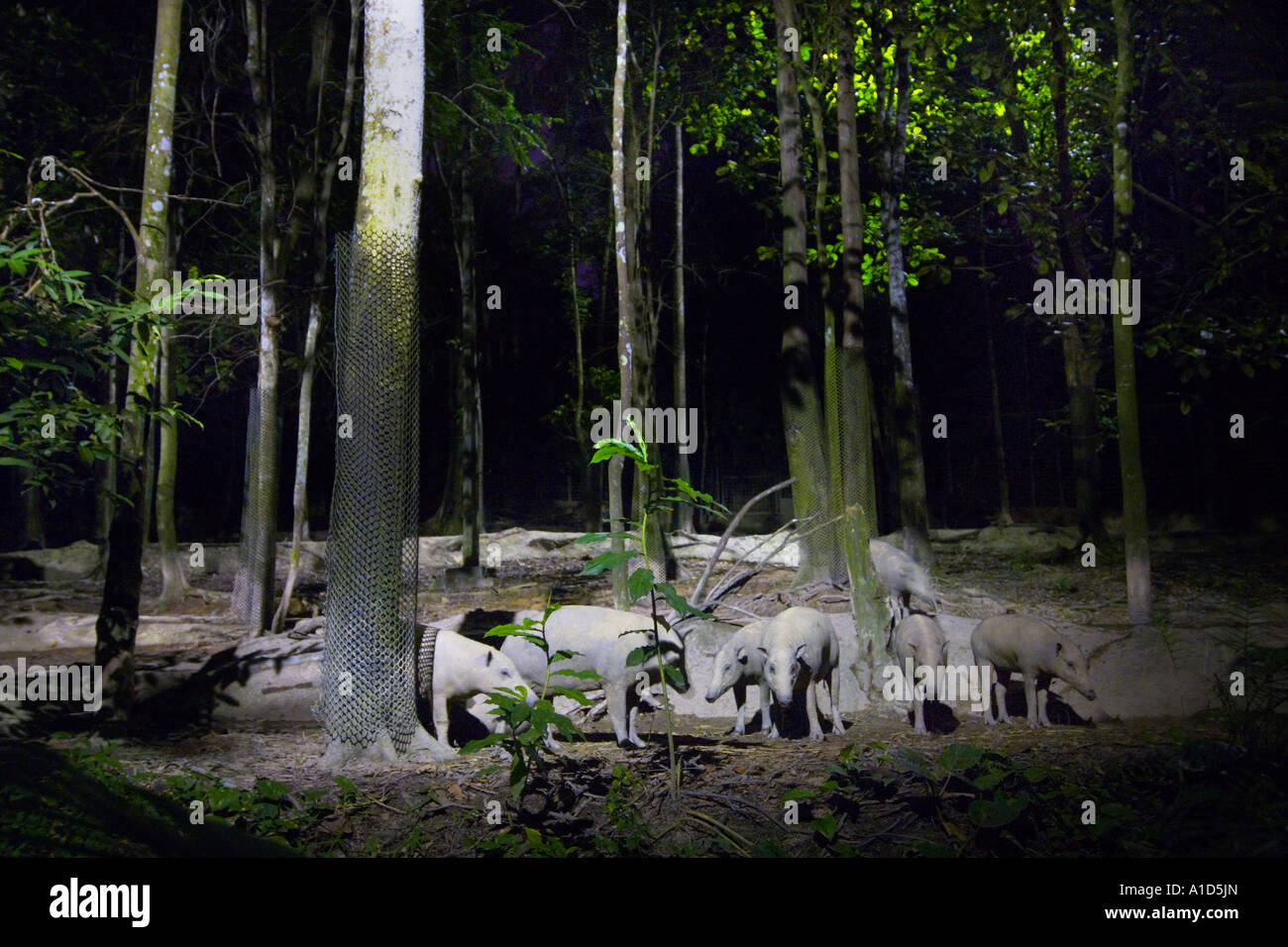 the SINGAPORE NIGHT SAFARI ZOO at night forest earthpigs Pigs pack herd ...