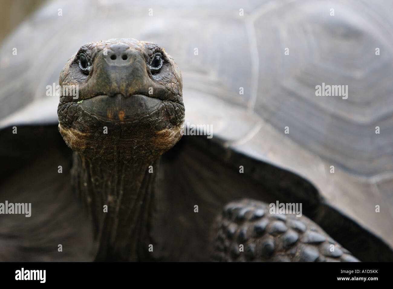 Endemic Endangered Giant Tortoise Face Head High Resolution Stock ...