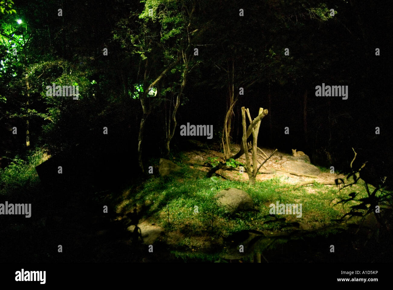 Asian Leopard Cat SINGAPORE NIGHT SAFARI ZOO wild cat feral cat wildcat ...