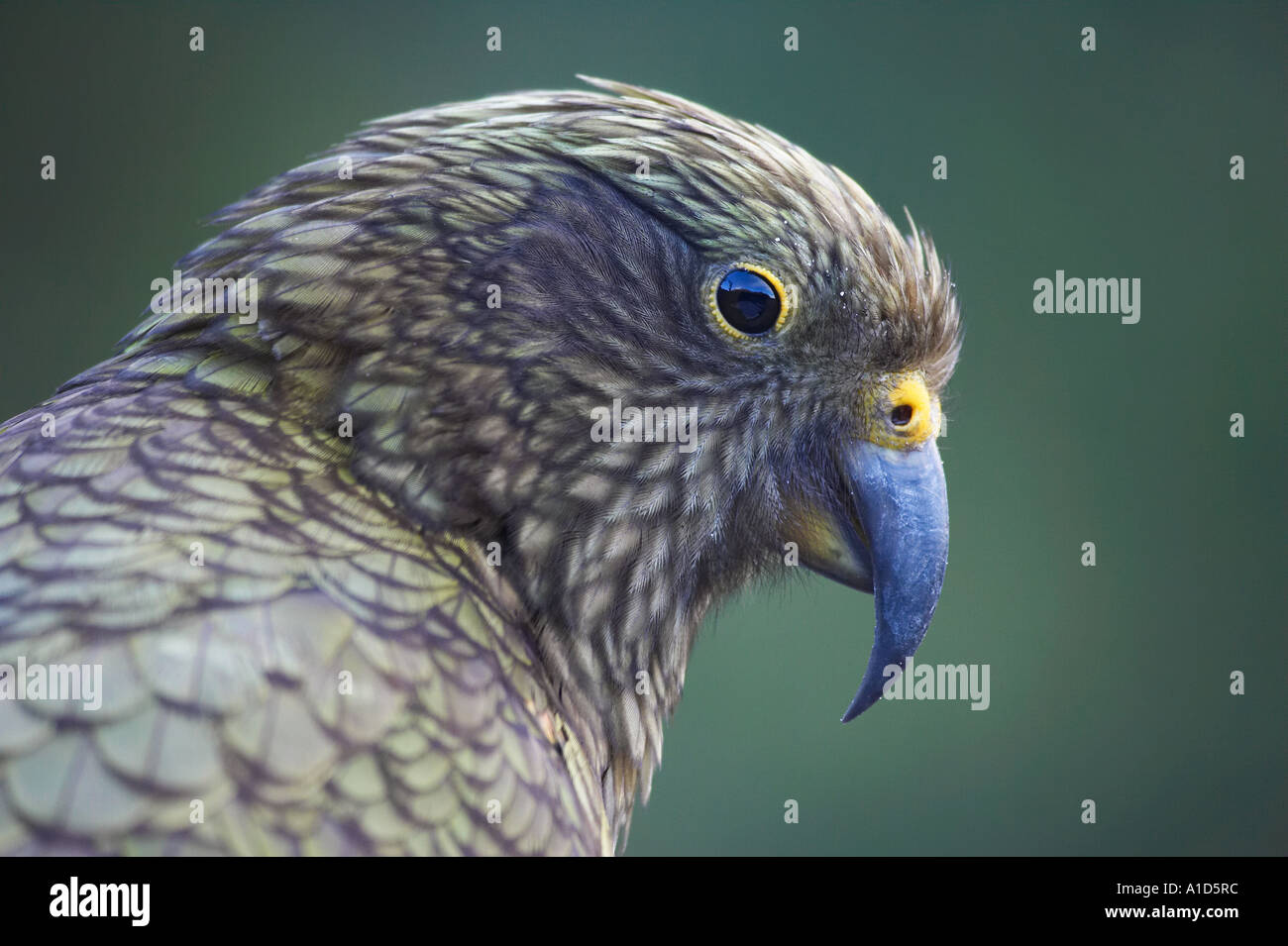 Kea New Zealand Alpine Parrot Nestor notabilis Franz Josef Glacier West ...