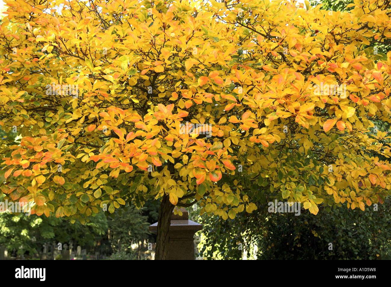 Autumn Highgate Cemetery for Editorial Use Only Stock Photo - Alamy