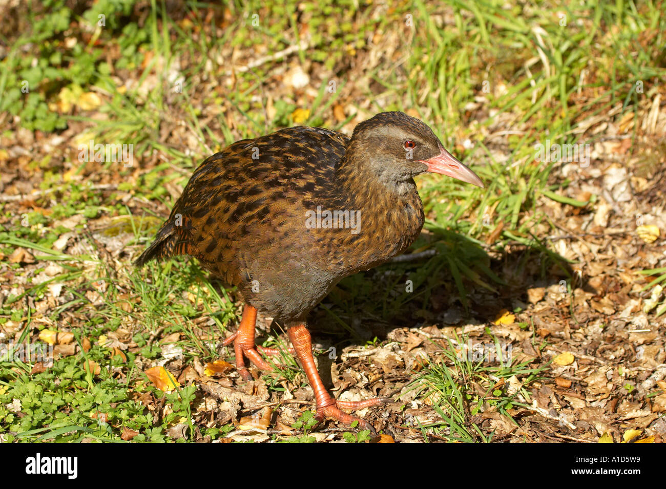 Wekas hi-res stock photography and images - Alamy