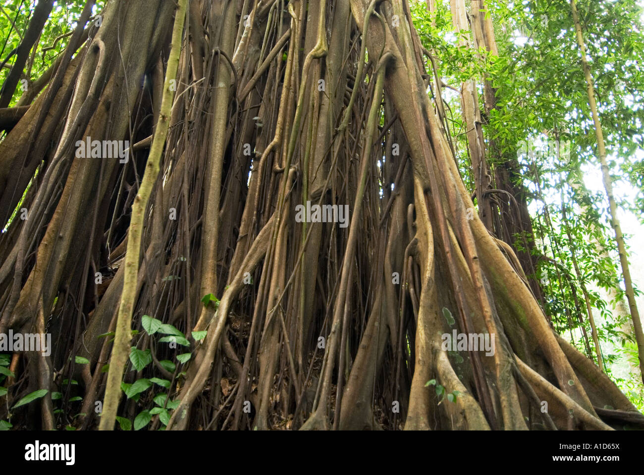 giant trees roots Asia RAINFOREST PRESERVE banjantree banjan Stock ...