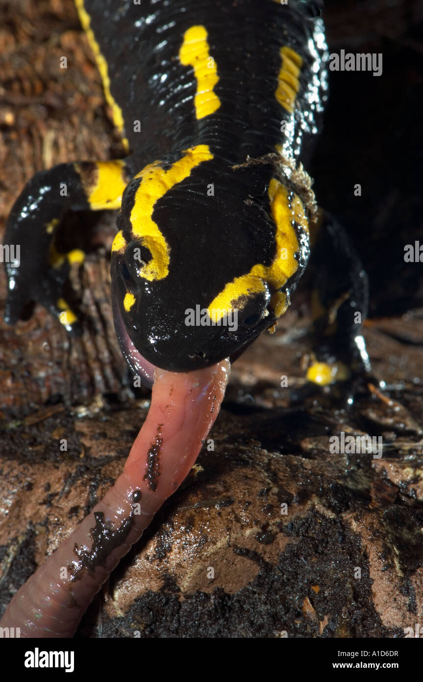 Salamandra salamandra eating High Resolution Stock Photography and ...