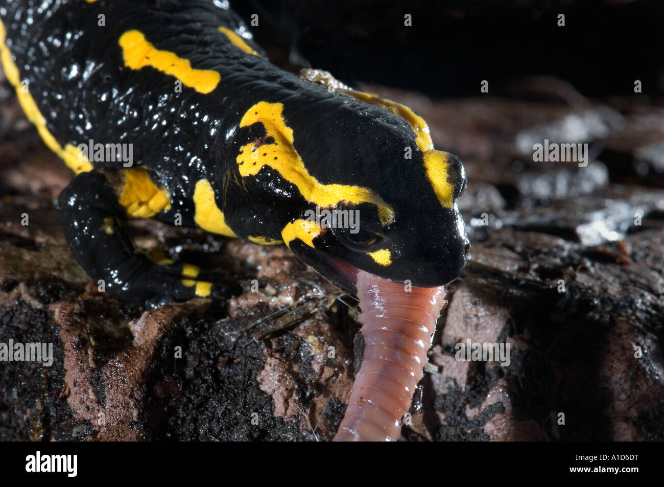 Salamandra salamandra eating High Resolution Stock Photography and ...