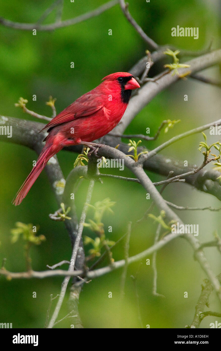 A Northern Cardinal sits in budding tree in springtime Minnesota Stock ...