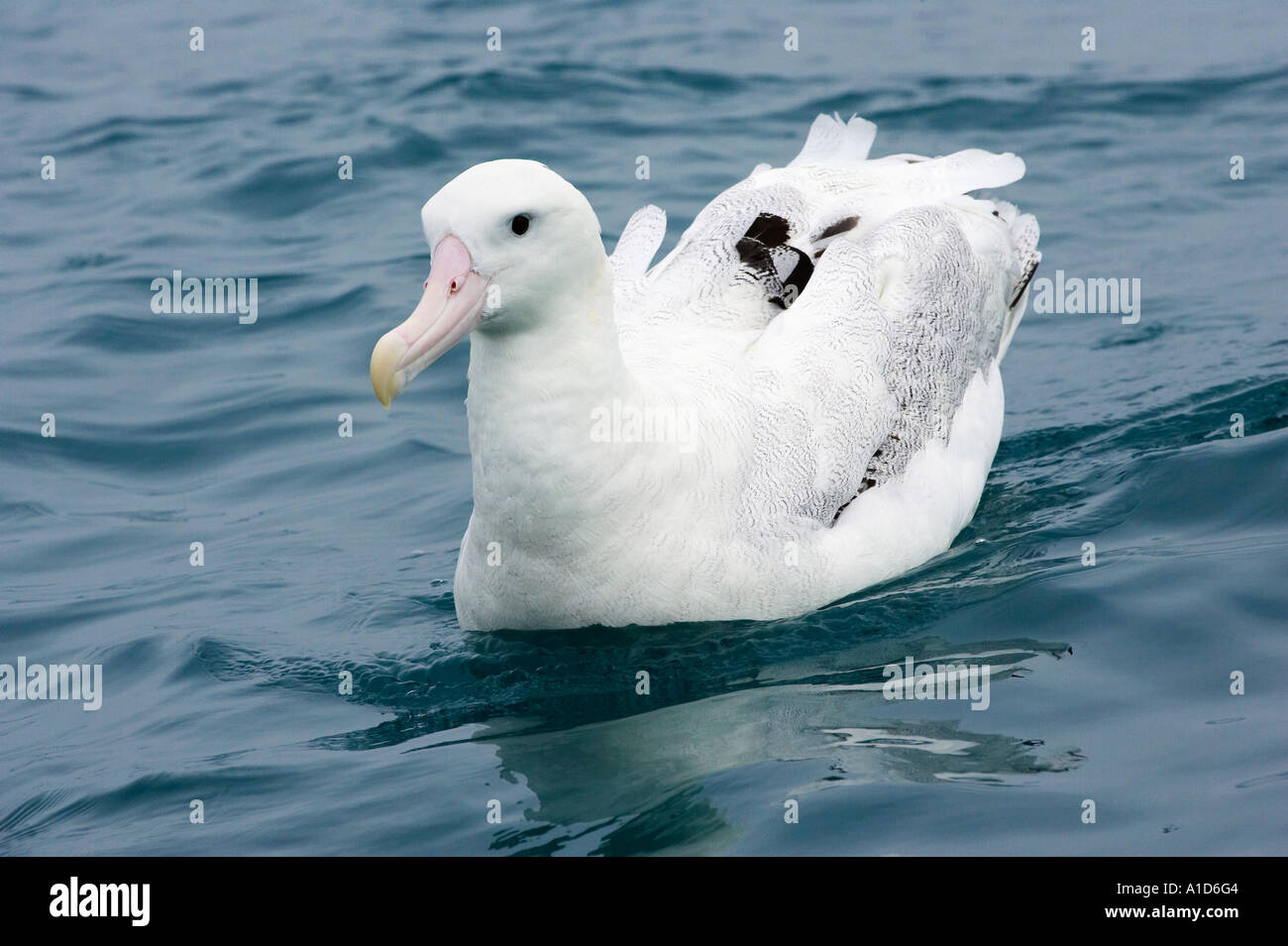 Diomedea exulans bill hi-res stock photography and images - Alamy