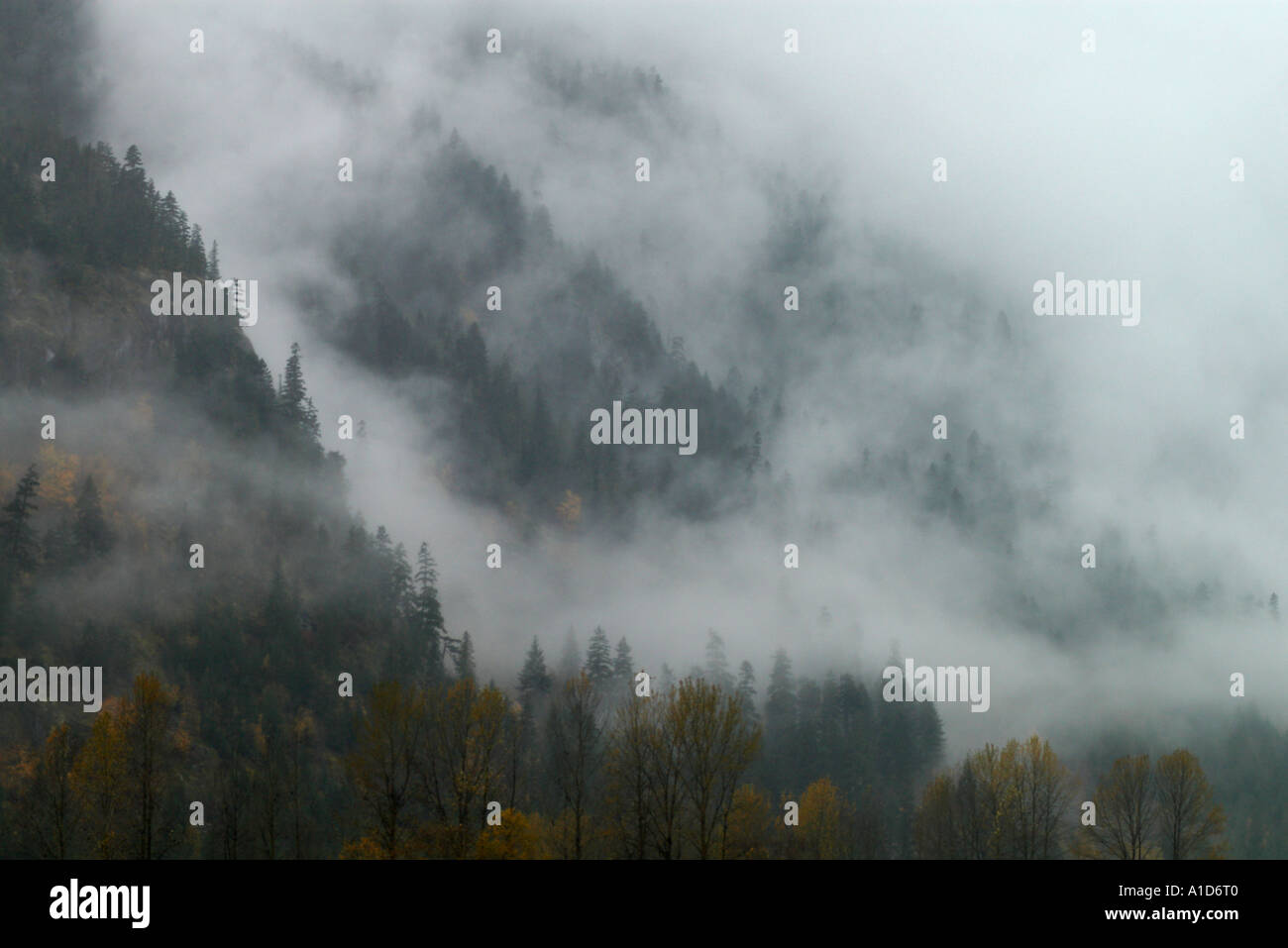 Forest trees with cloud and mist in mountain wilderness Stock Photo - Alamy