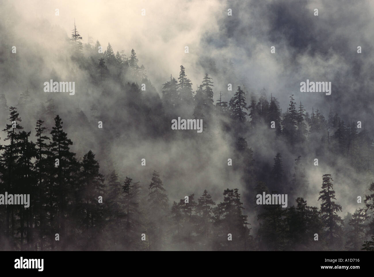 Clouds break over the Cascade Mountains in the Willamette National ...