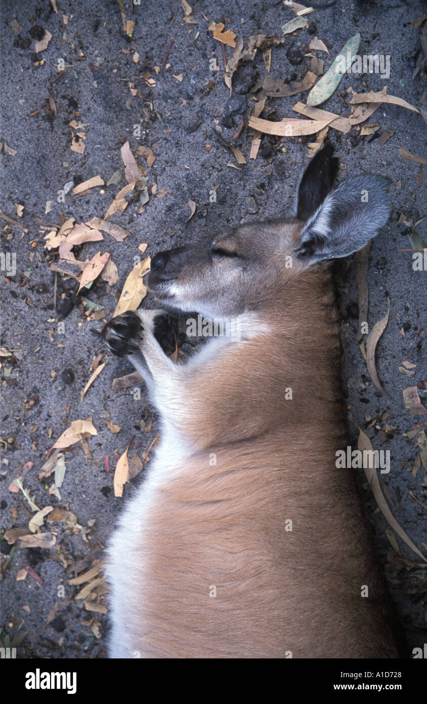 Roo sleeping hi-res stock photography and images - Alamy