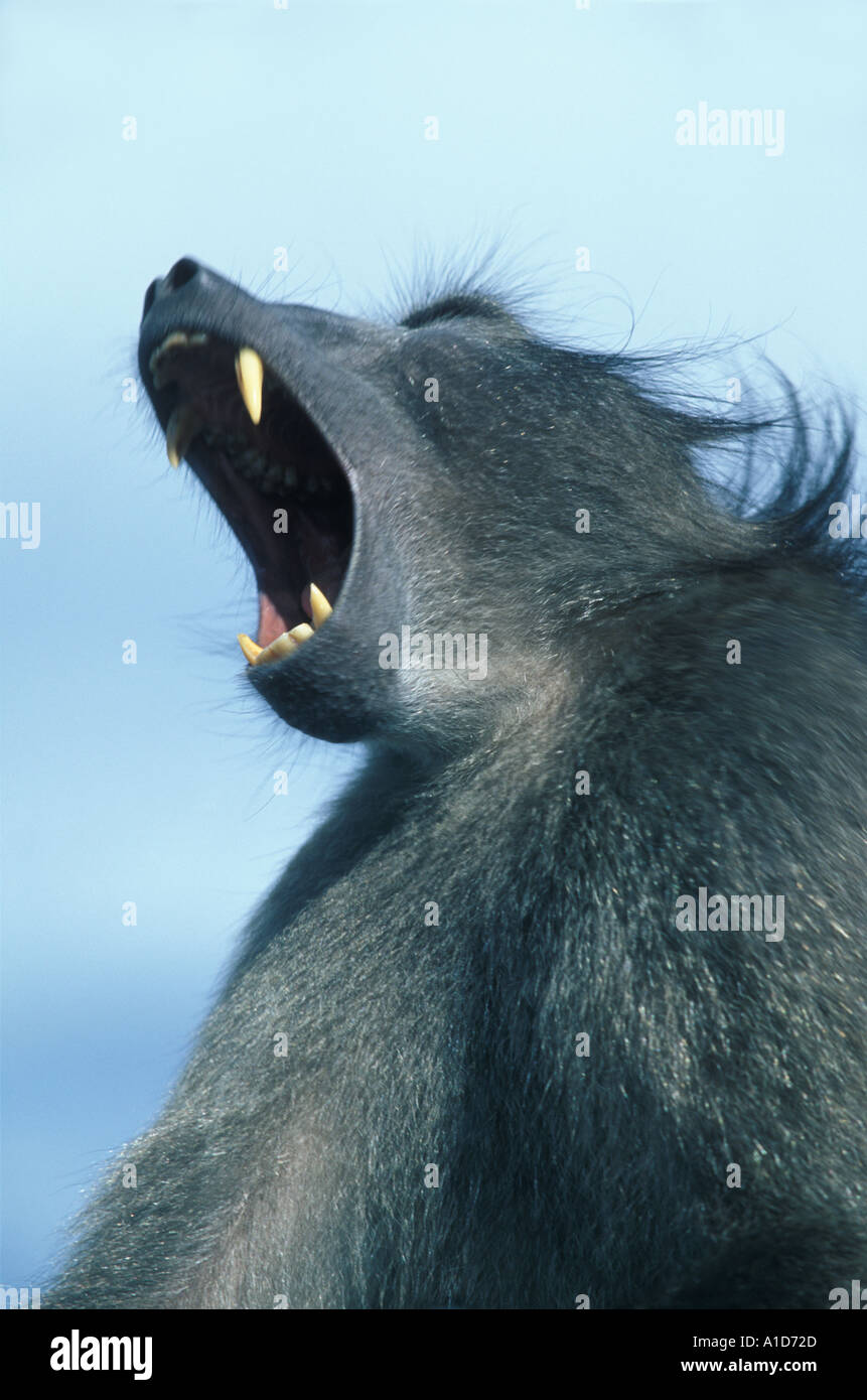 South africa baboon teeth hi-res stock photography and images - Alamy