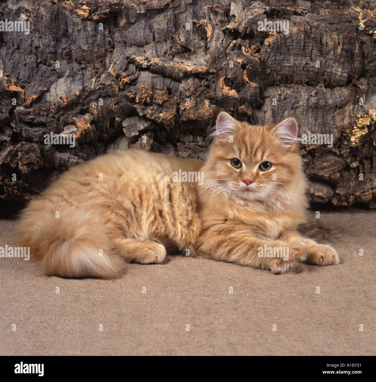 Cat by a log Stock Photo - Alamy