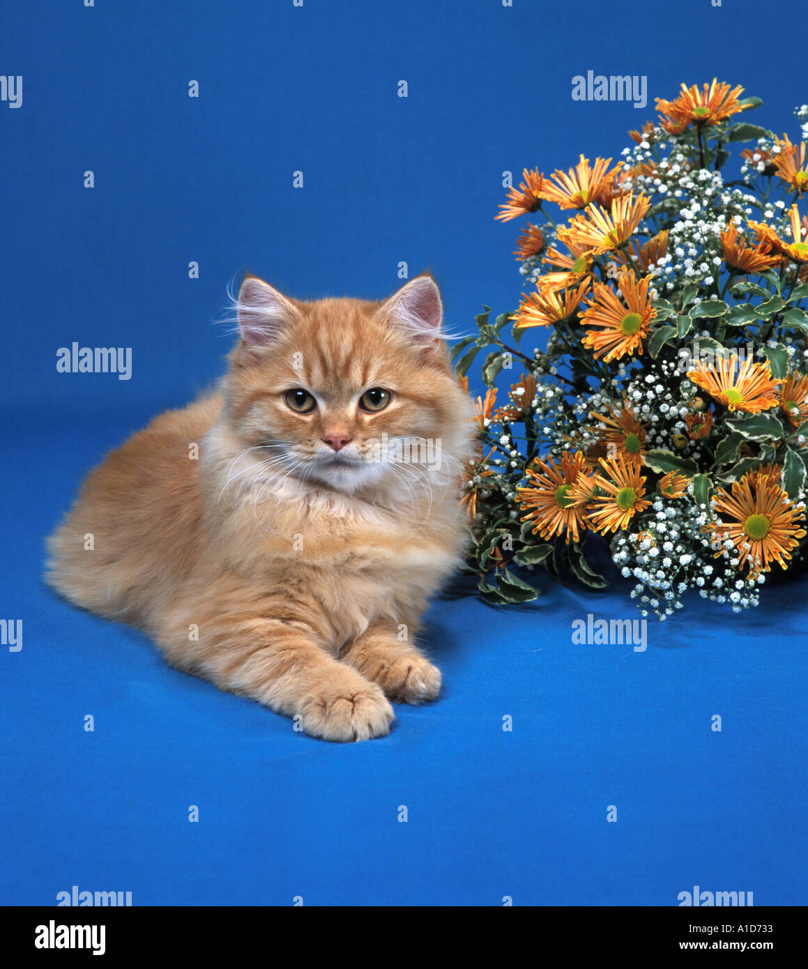 Cat by flowers Stock Photo - Alamy