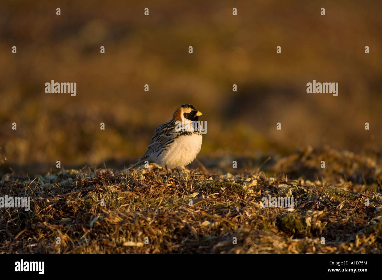 lapland longspur Calcarius lapponicus on the tundra in the National ...