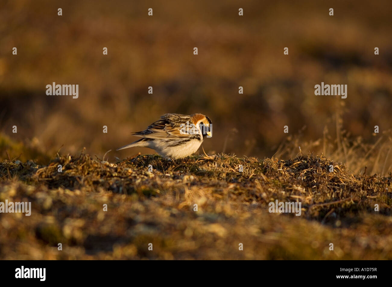 lapland longspur Calcarius lapponicus on the tundra in the National ...