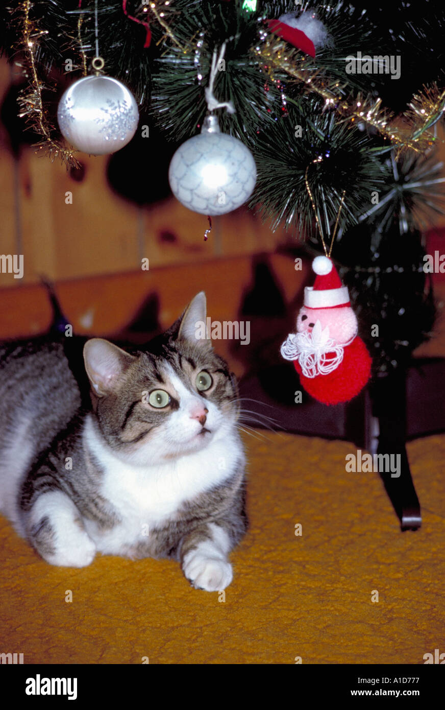 Cat eyes Christmas tree decorations Stock Photo - Alamy