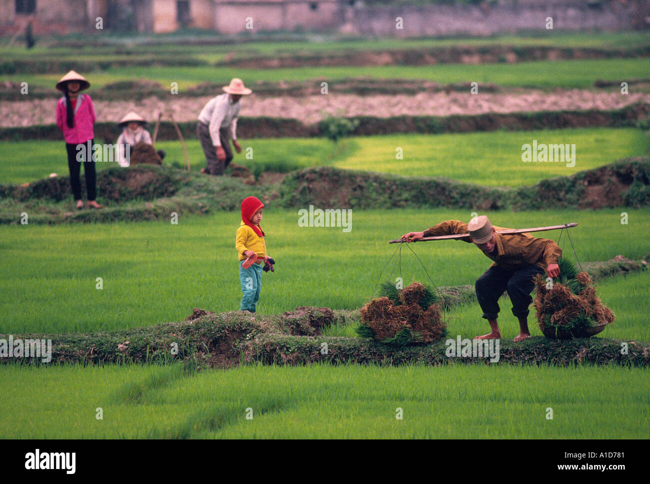 Rice planting Vietnam Stock Photo - Alamy