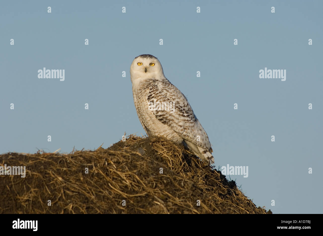 snowy owl Nycttea scandiaca on the tundra in the National Petroleum ...