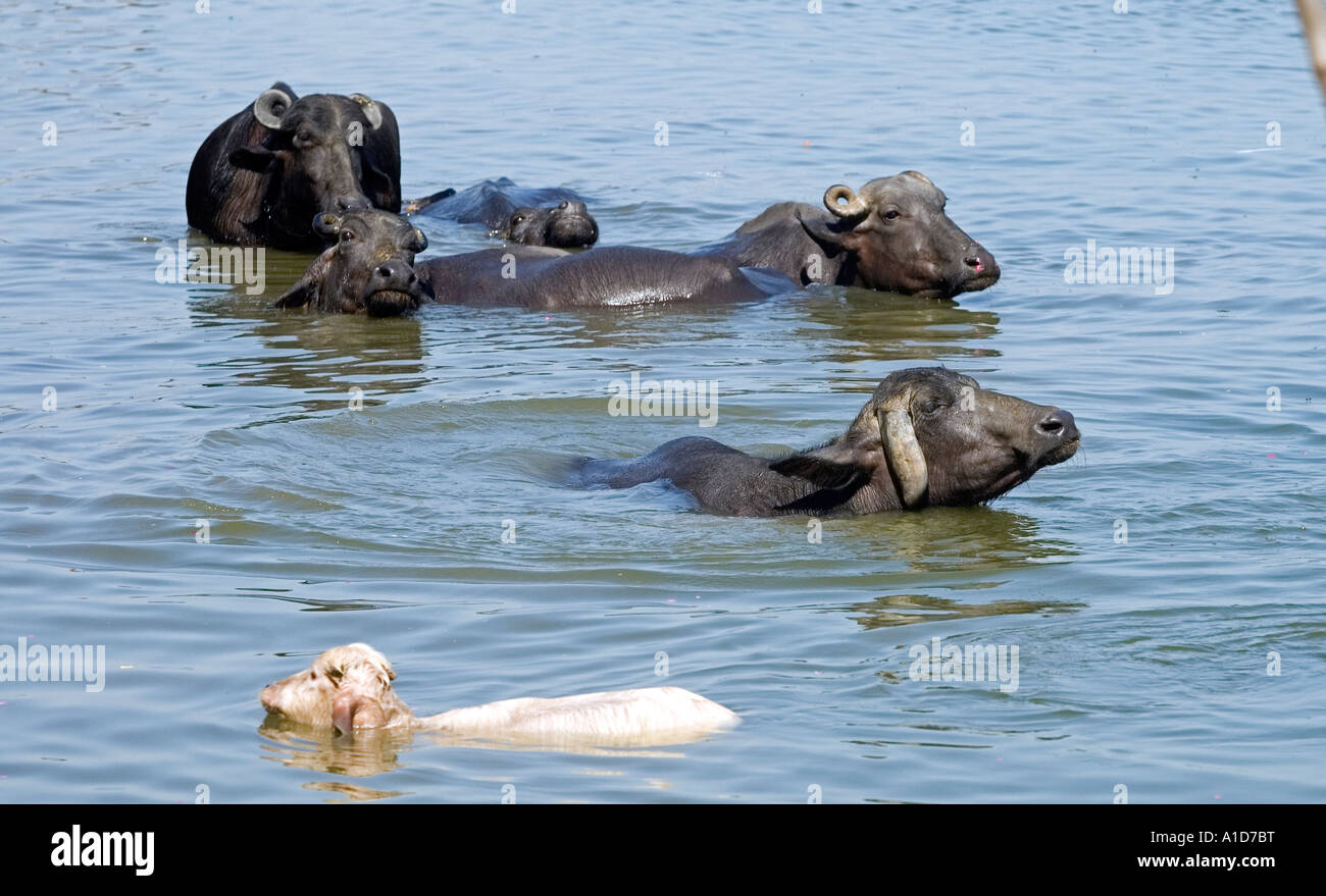 Cows and a sheep swim in the Ganges river in Varanasi Uttar Pradesh ...