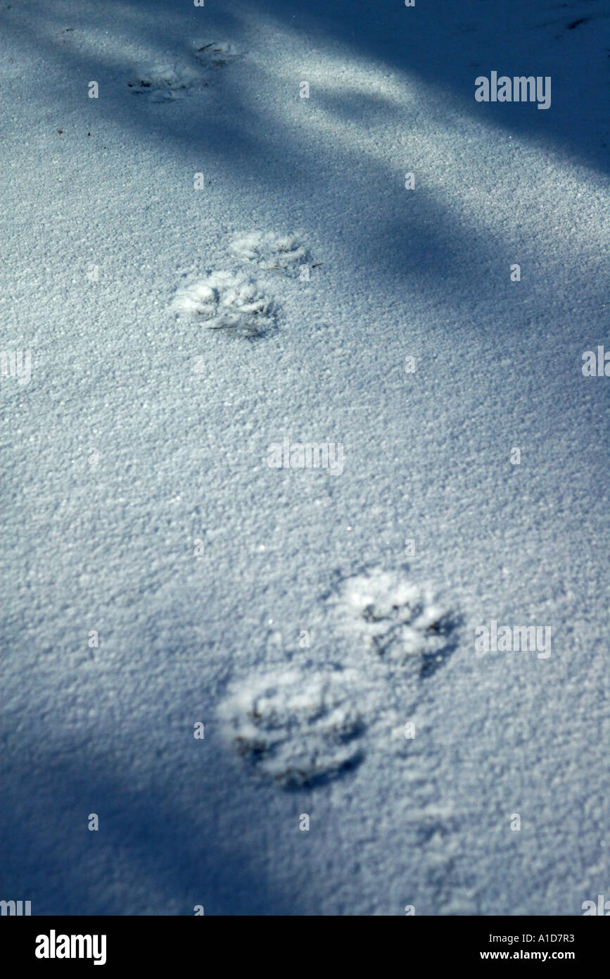 Cougar footprints, Maligne Lake, Jasper National Park, Canada Stock ...