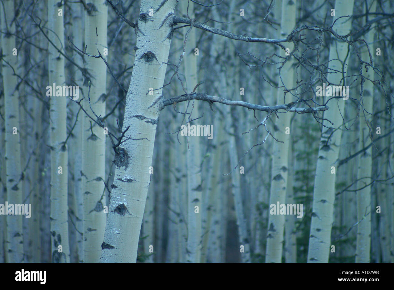 Silver birch trees, Jasper National Park, Alberta, Canada Stock Photo ...