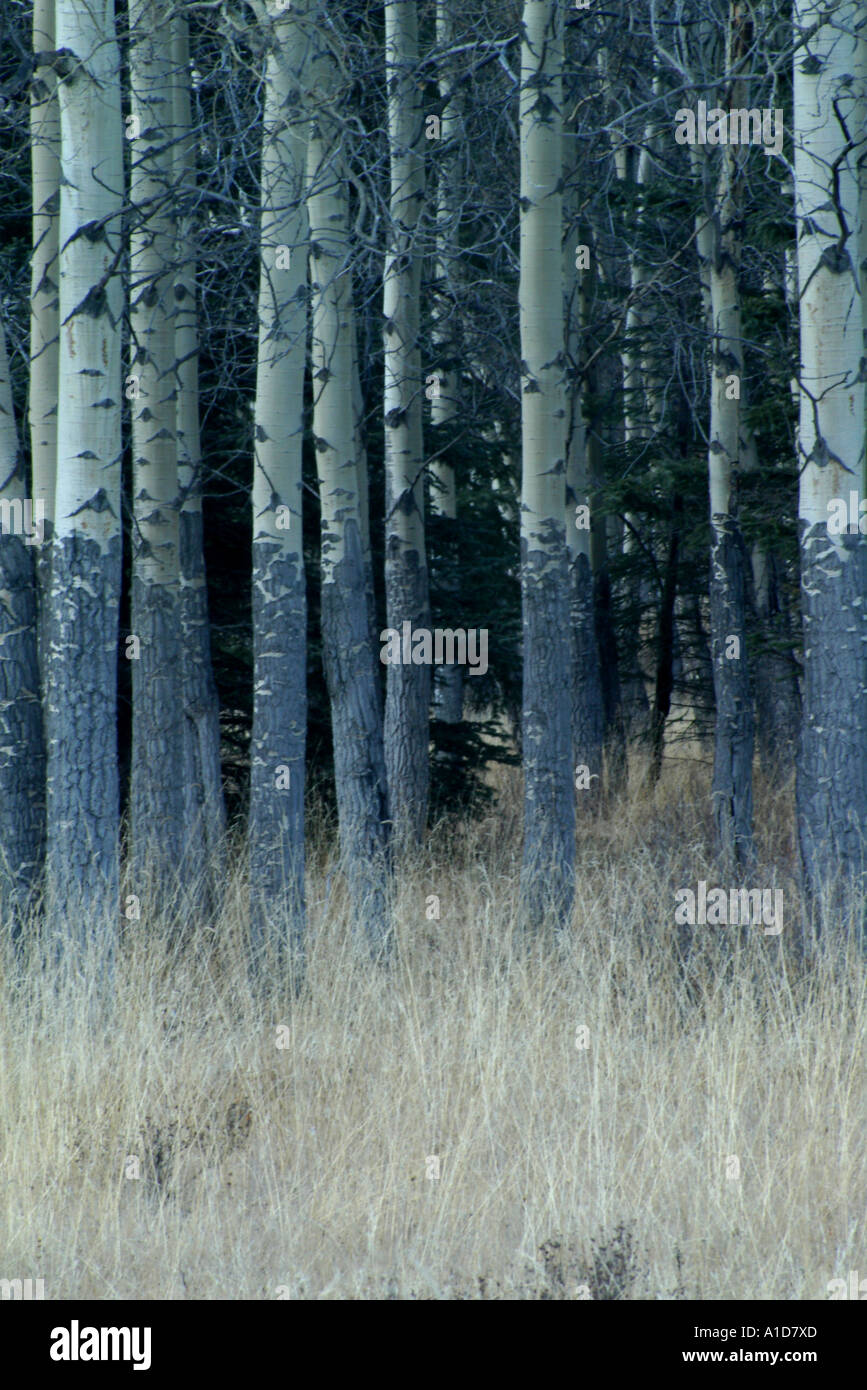 Silver Birch Trees, Banff National Park, Alberta, Canada Stock Photo ...