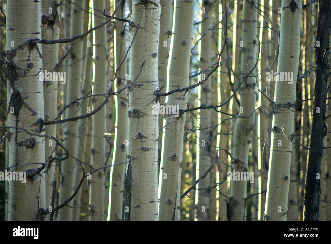 Silver Birch Trees, Banff National Park, Banff, Alberta, Canada Stock ...