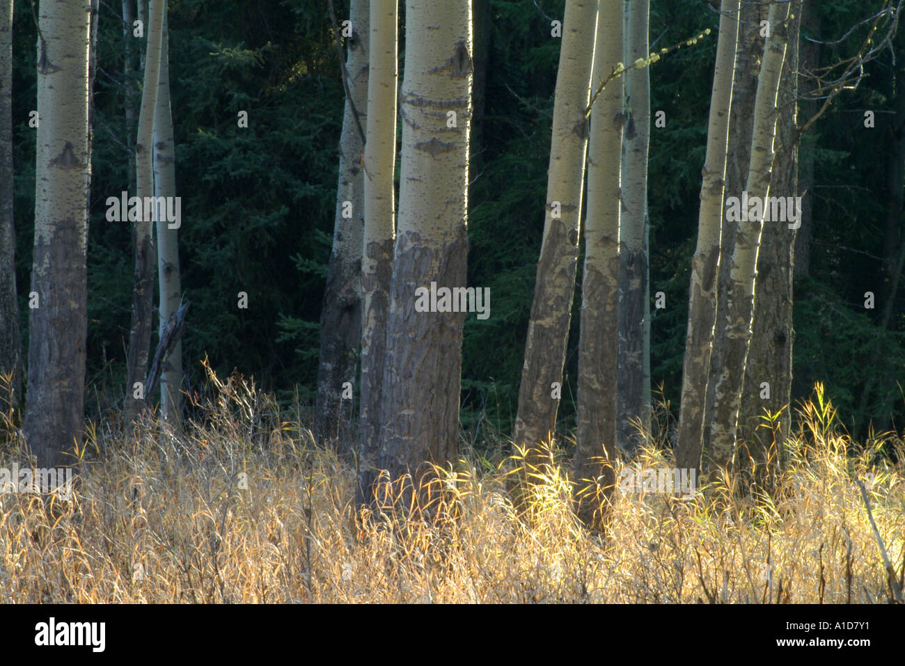 Silver Birch Trees, Banff National Park, Banff, Alberta, Canada Stock ...