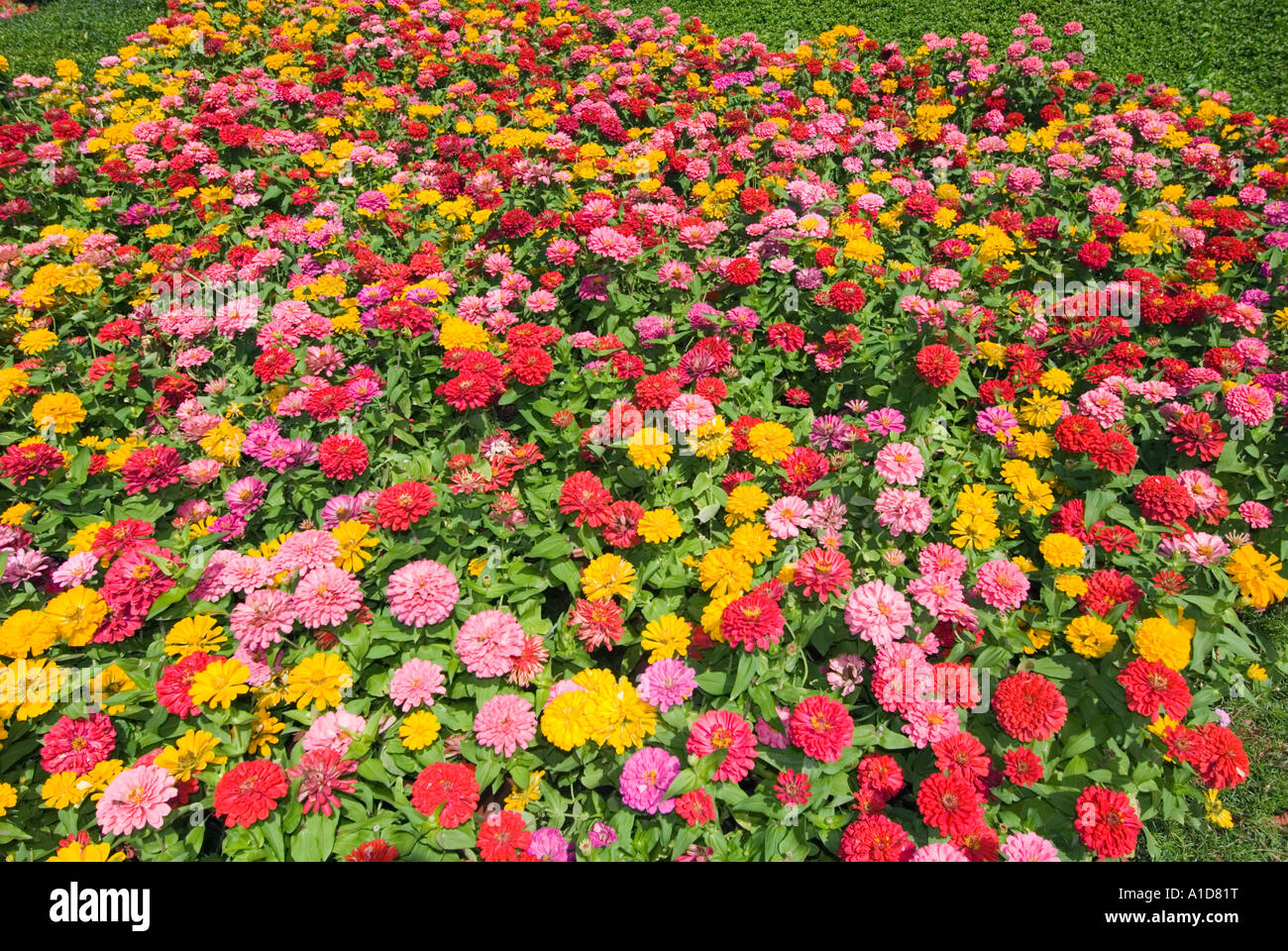 field of flowers blossom plant ZINIEN zinnia elegans Asteraceae Mexico ...
