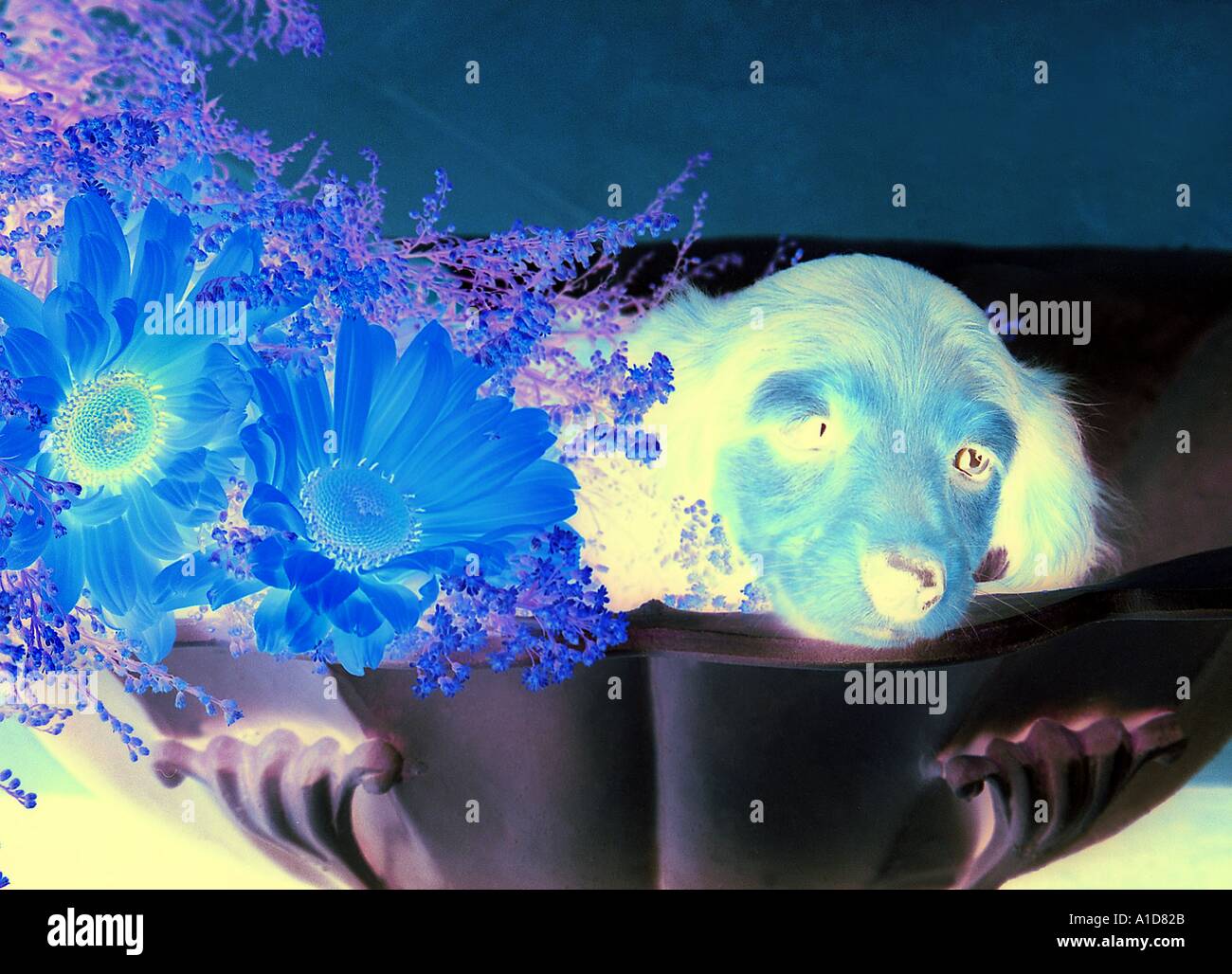 puppy wake up Stock Photo - Alamy