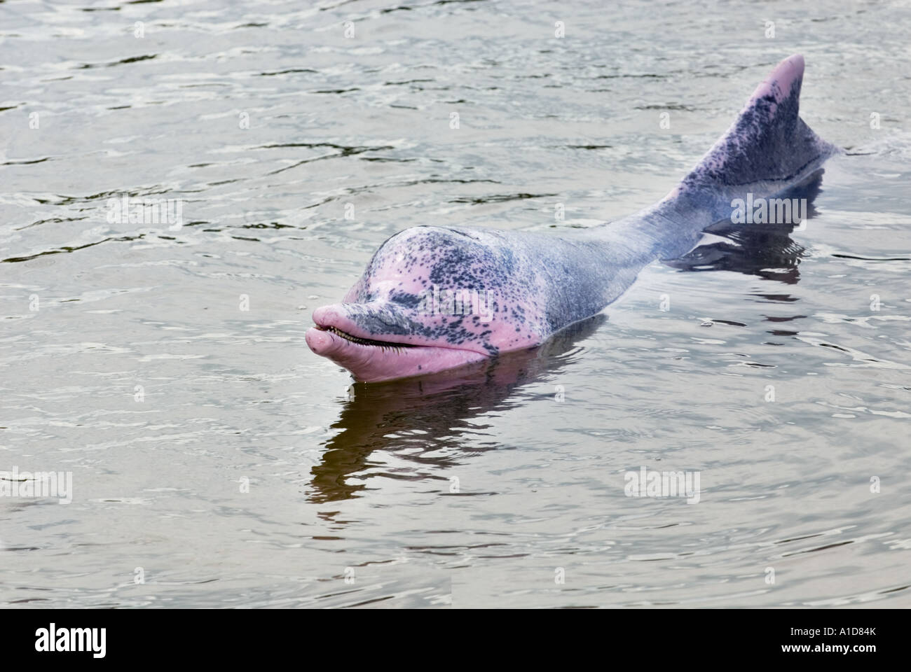 rare pink red white dotted dolfin at water surface Sousa chinensis ...