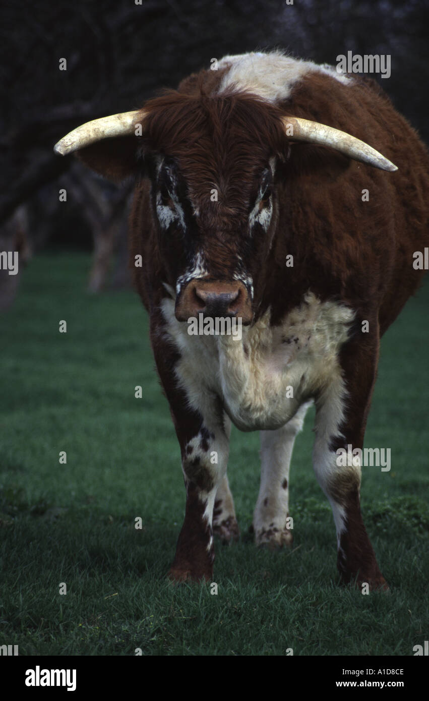 British Longhorn Cattle Stock Photo - Alamy