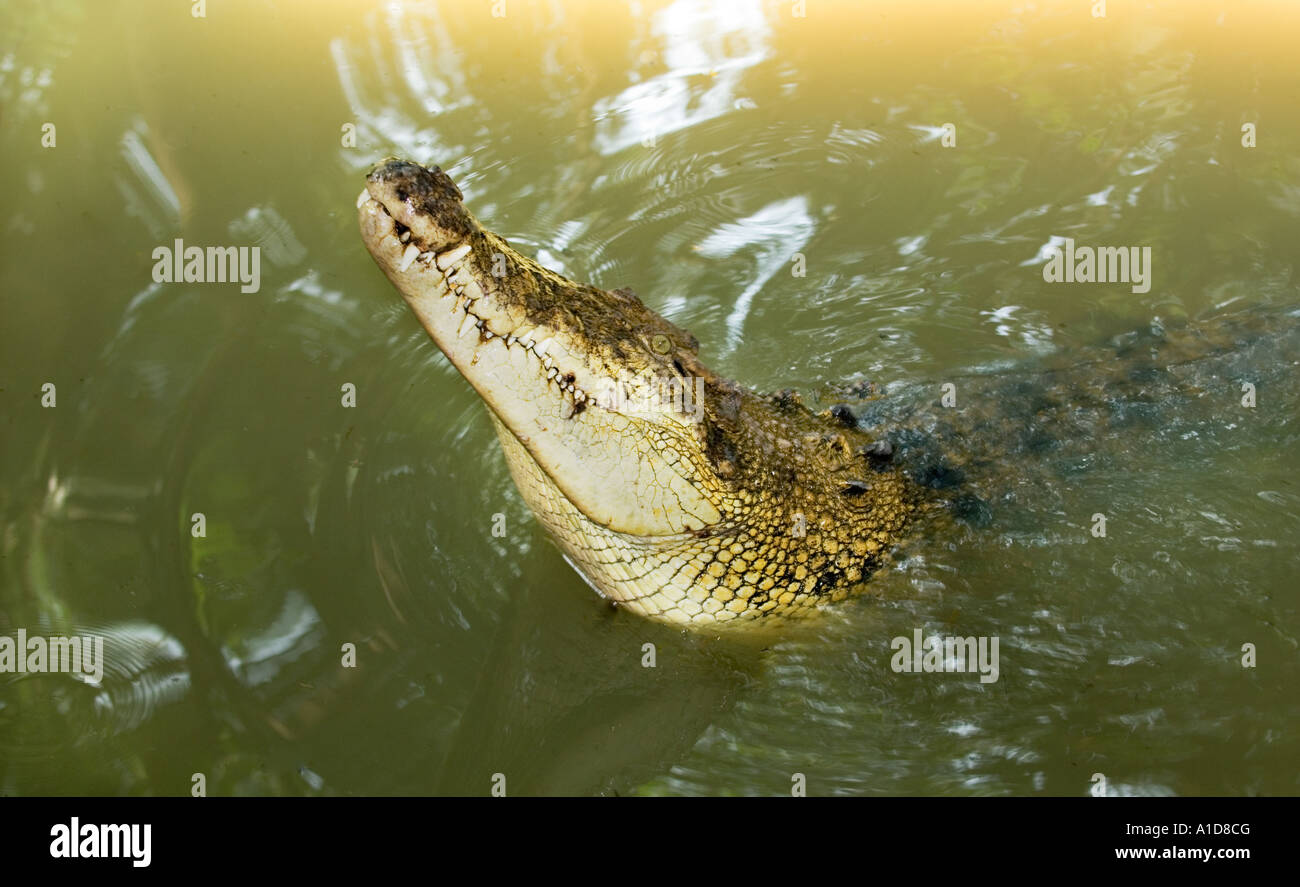 Muzzle alligator crocodile hi-res stock photography and images - Alamy