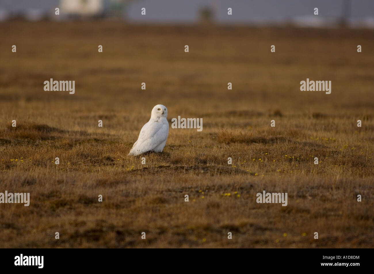 snowy owl Nycttea scandiaca on the tundra in the National Petroleum ...