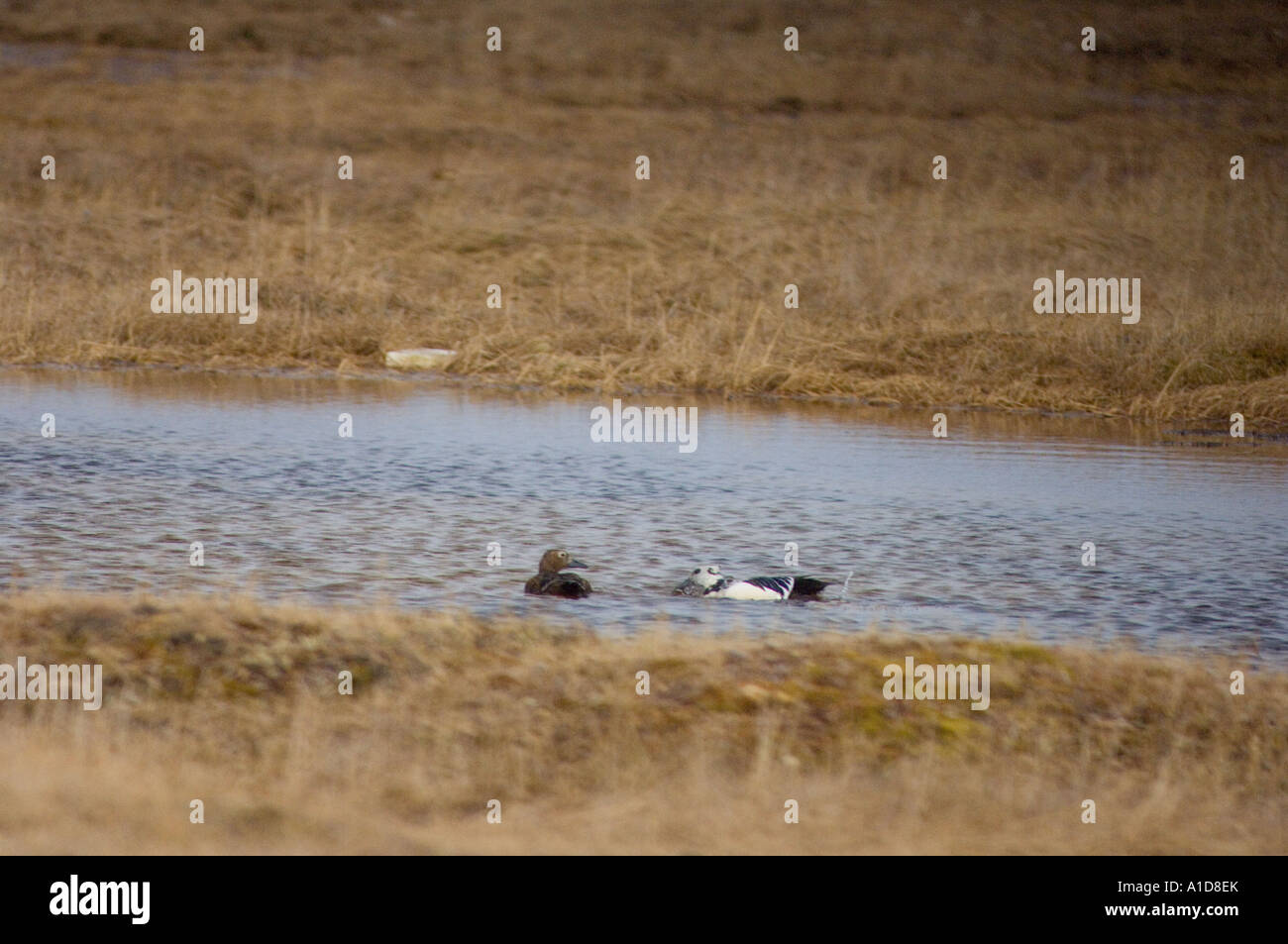 steller s eider Polysticta stelleri endangered pair on an icy ...