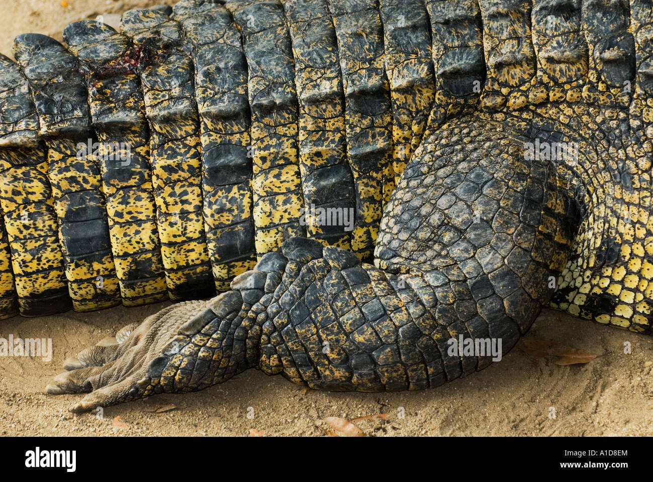 Afrikanisches Riesenkrokodil