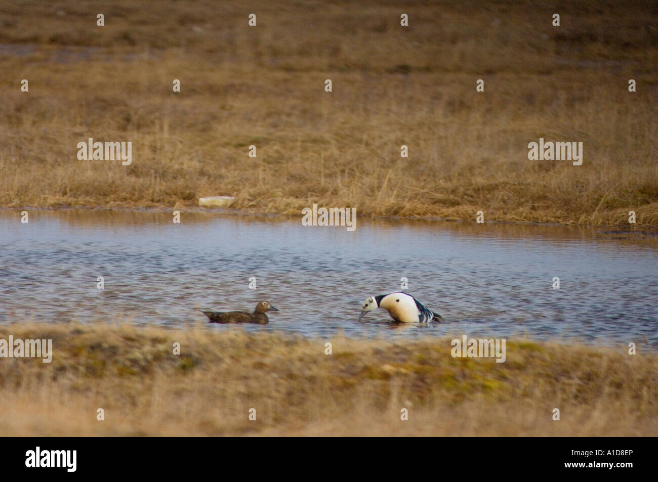 steller s eider Polysticta stelleri endangered pair on an icy ...