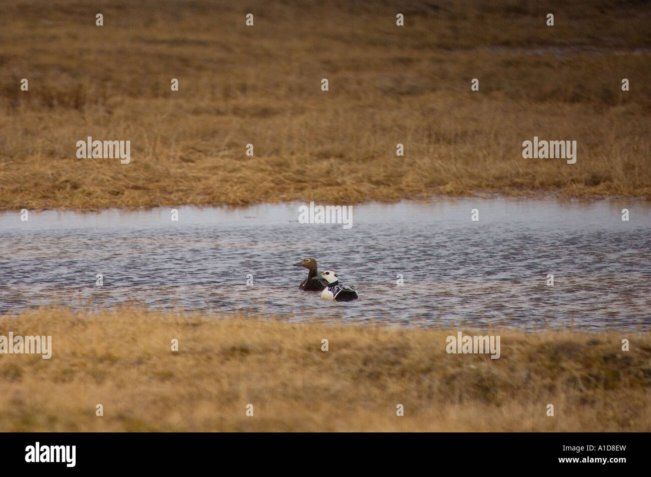 steller s eider Polysticta stelleri endangered pair on an icy ...