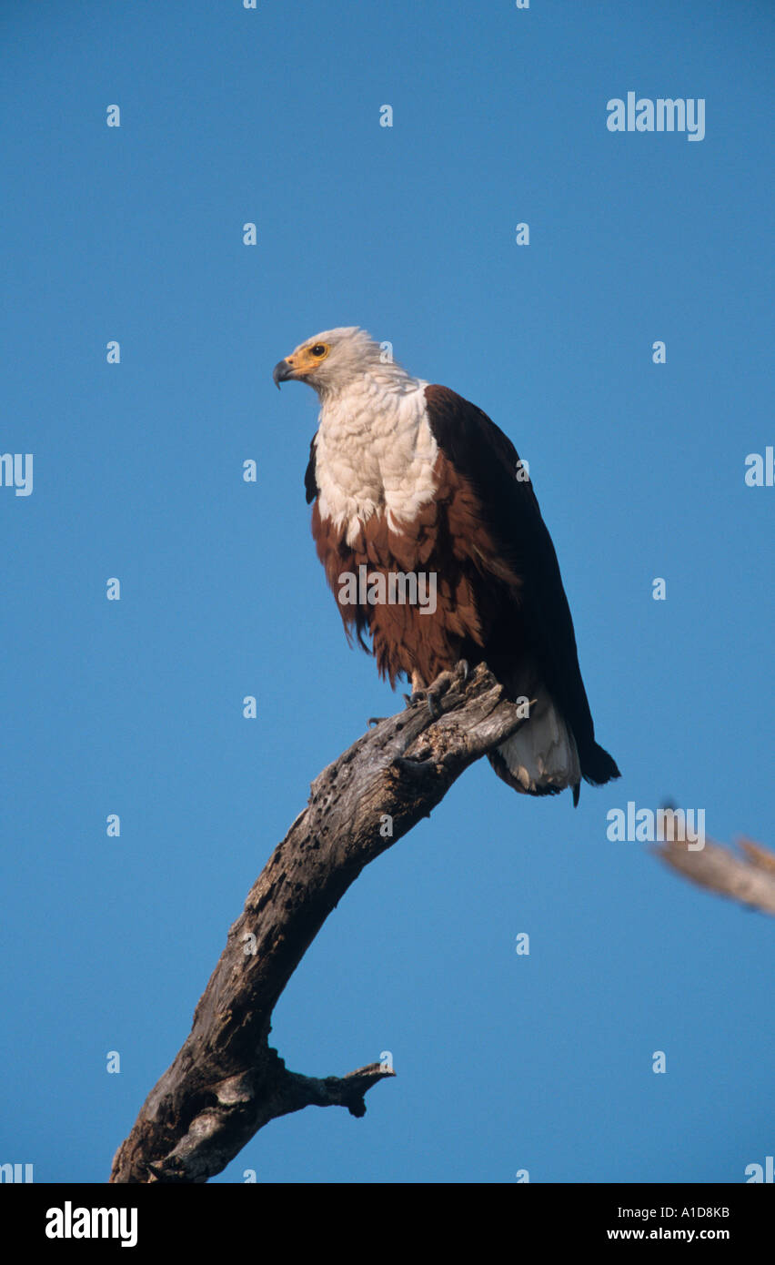 African fish eagle feeding hi-res stock photography and images - Alamy