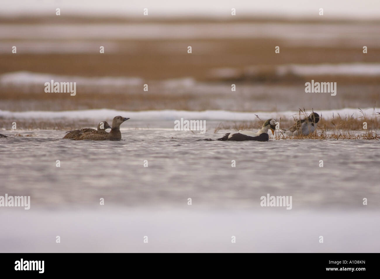 Threatened spectacled eiders hi-res stock photography and images - Alamy